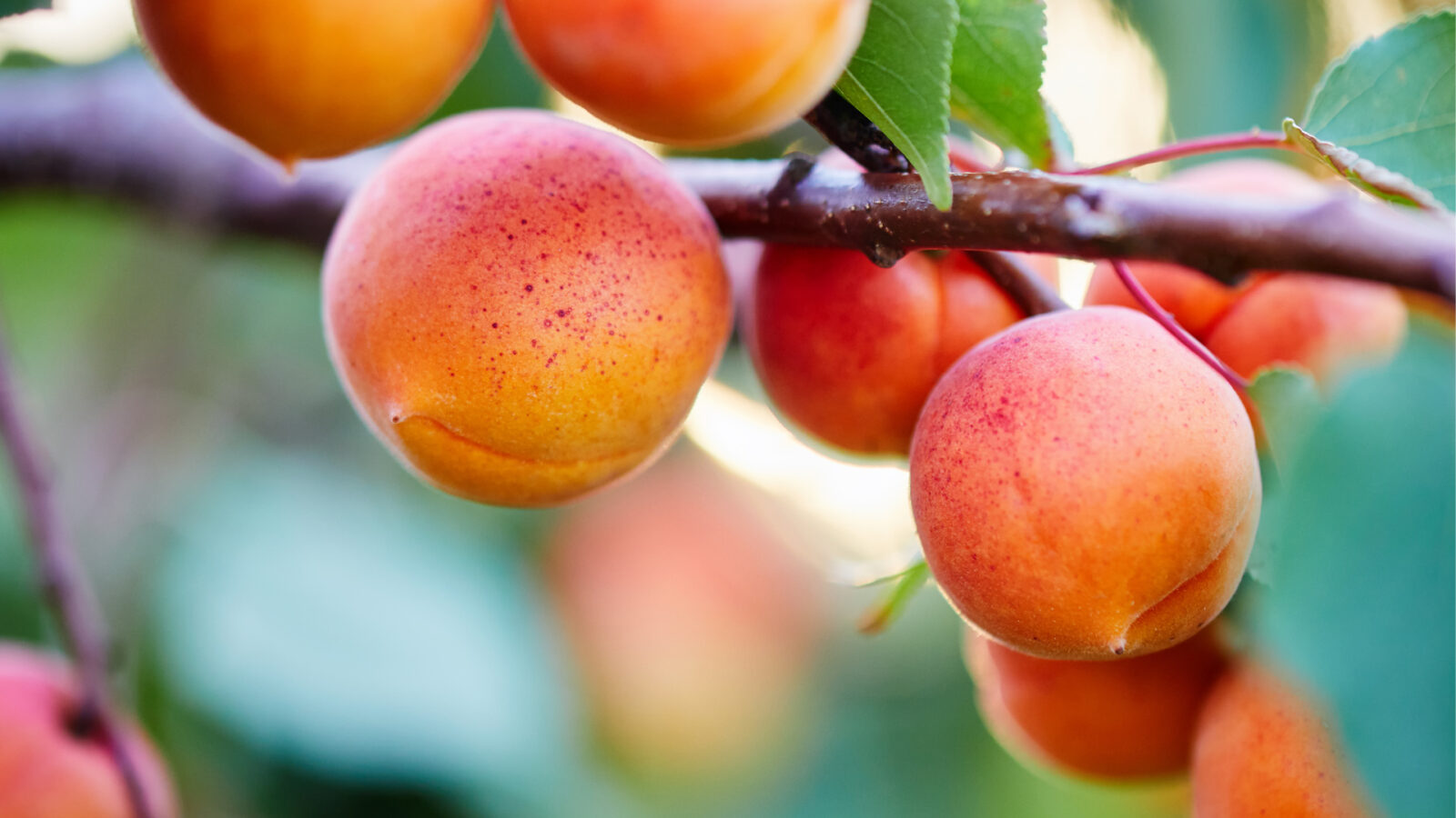 APRICOT PUREE - Frotz