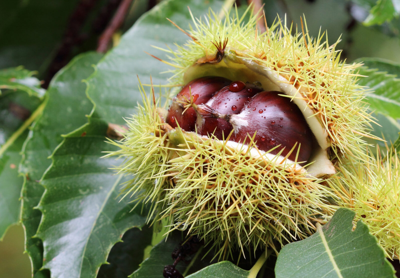 PURÉ DE CASTAÑA - Frotz