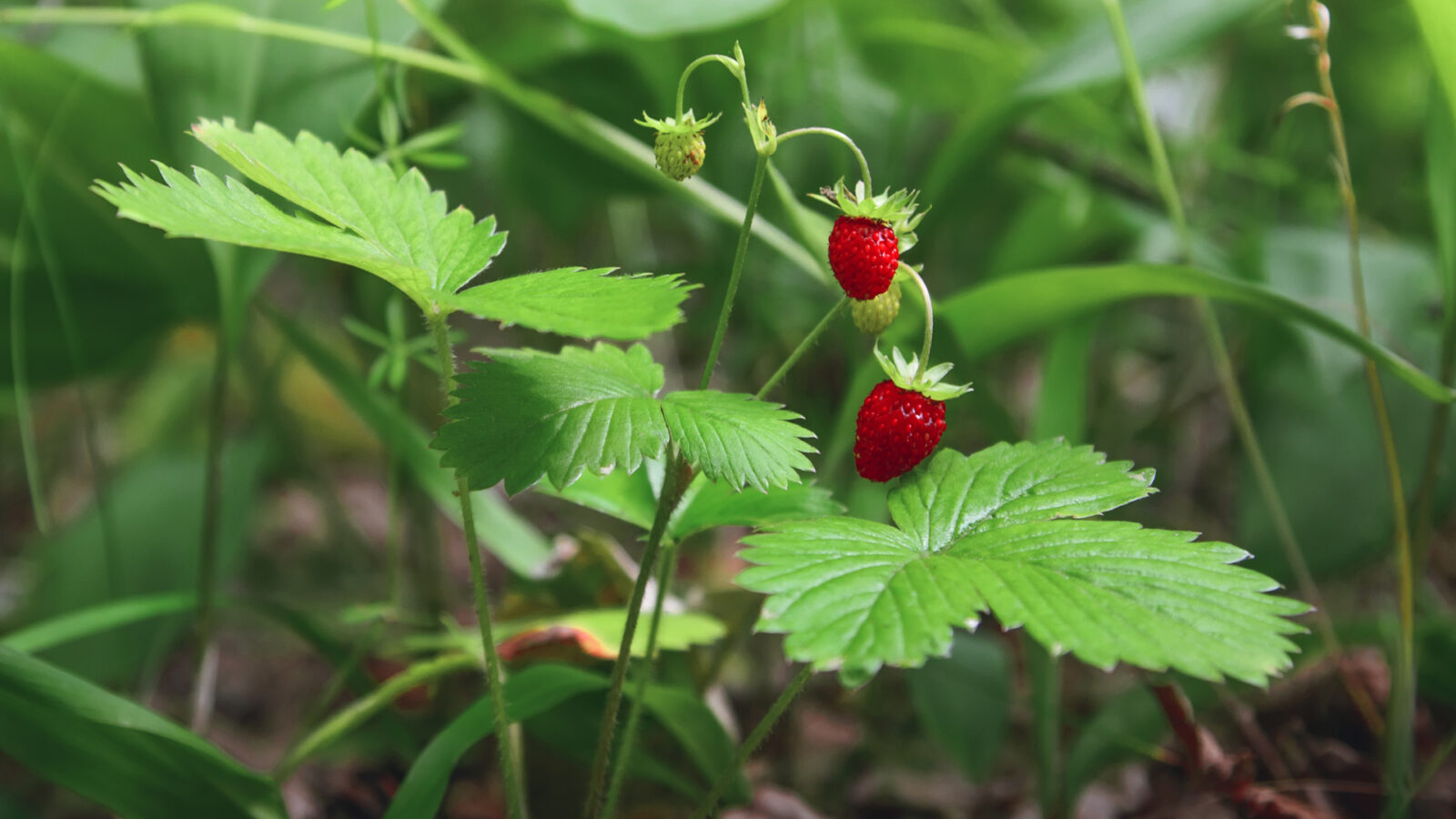 FRESILLA DEL MONTE - Frotz