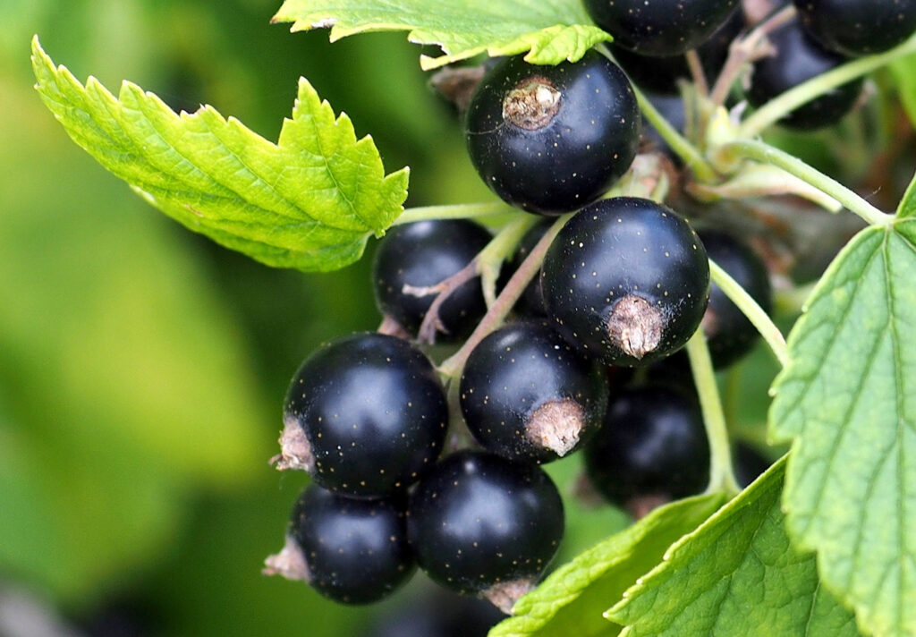 PURÉ DE GROSELLA NEGRA - Frotz