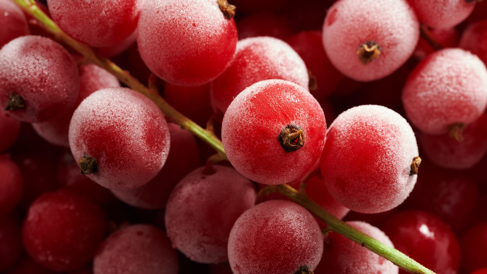 GROSELLA ROJA EN RAMA - Frotz