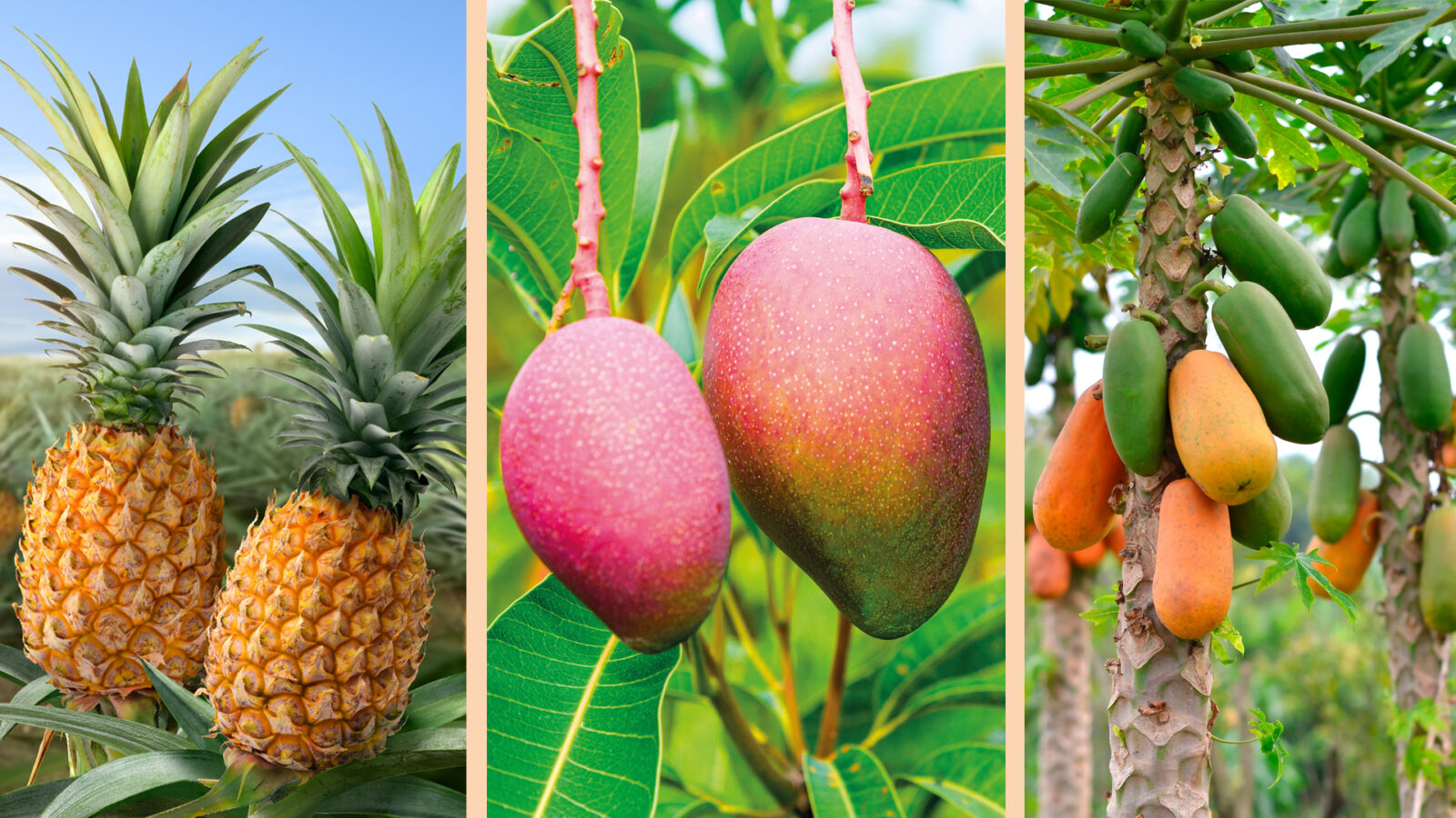 SWEET TROPICAL MIX - Frotz