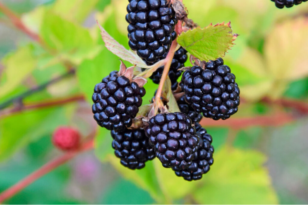 PURÉ DE MORA - Frotz