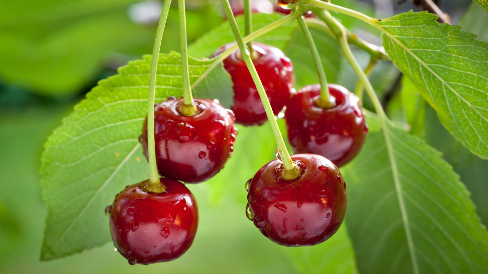 CEREZA DULCE DESHUESADA - Frotz