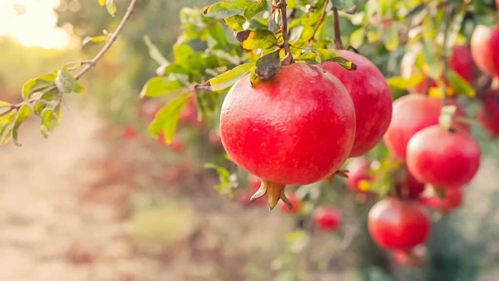 POMEGRANATE PUREE - Frotz