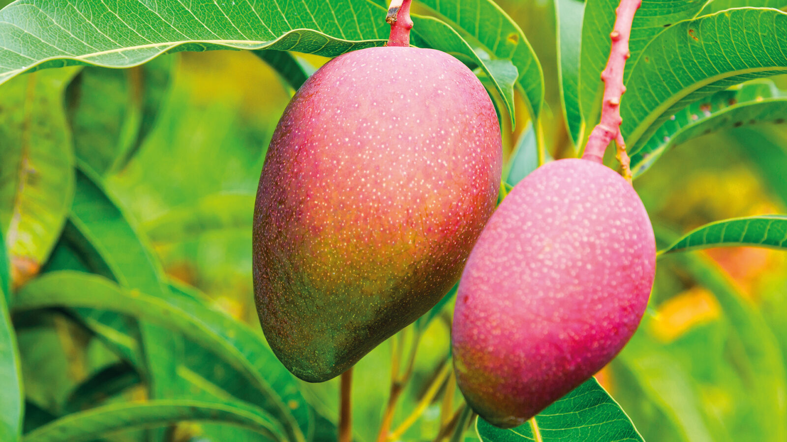 MANGO DADO 10x10 mm “Magnífera índica” - Frotz