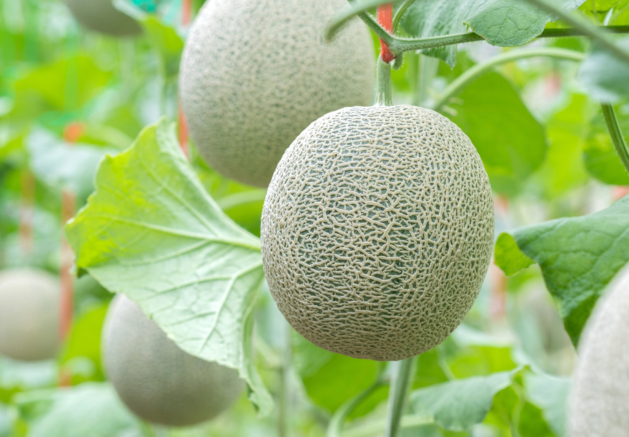 PURÉ DE MELÓN (CANTALOUPE) - Frotz