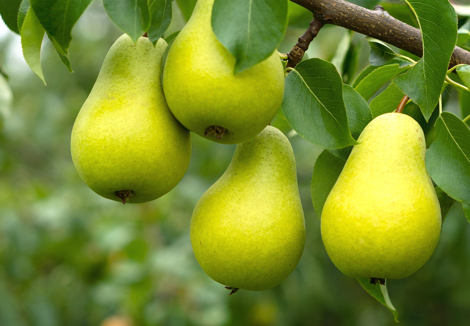 PURÉ de PERA WILLIAMS - Frotz