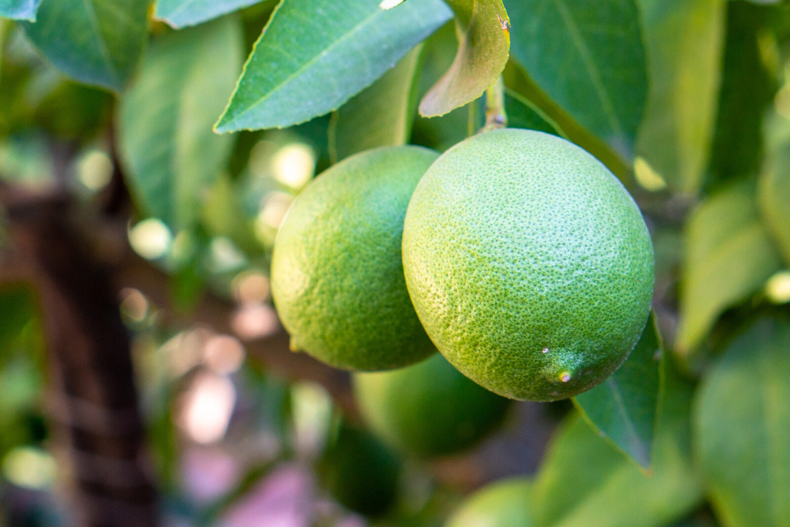 PURÉ DE LIMA - Frotz