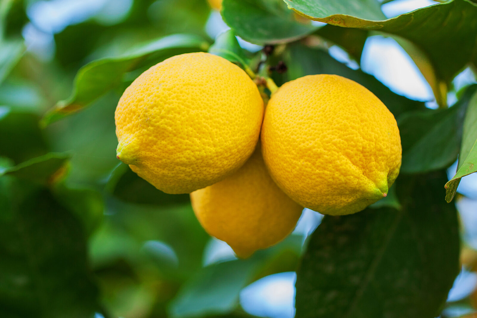 PURÉ DE LIMÓN - Frotz