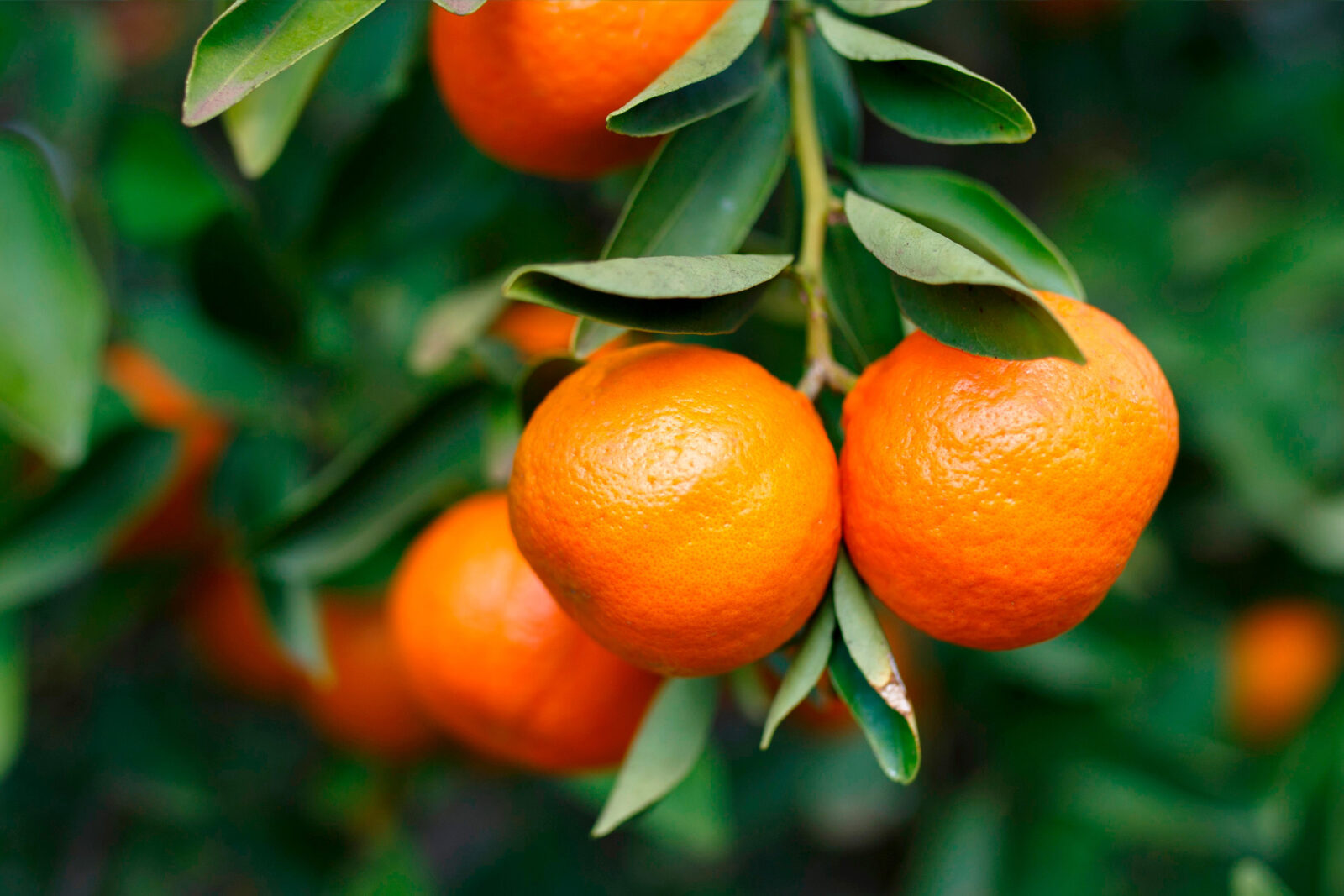 MANDARIN PUREE - Frotz