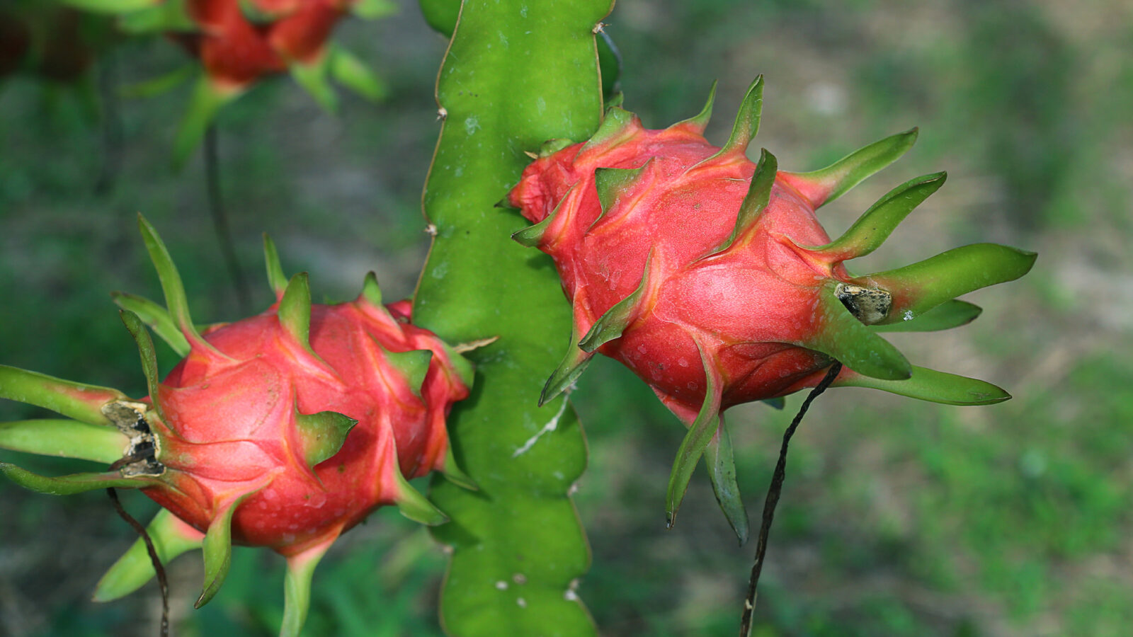 PURÉ DE PITAYA (Pitahaya) - Frotz