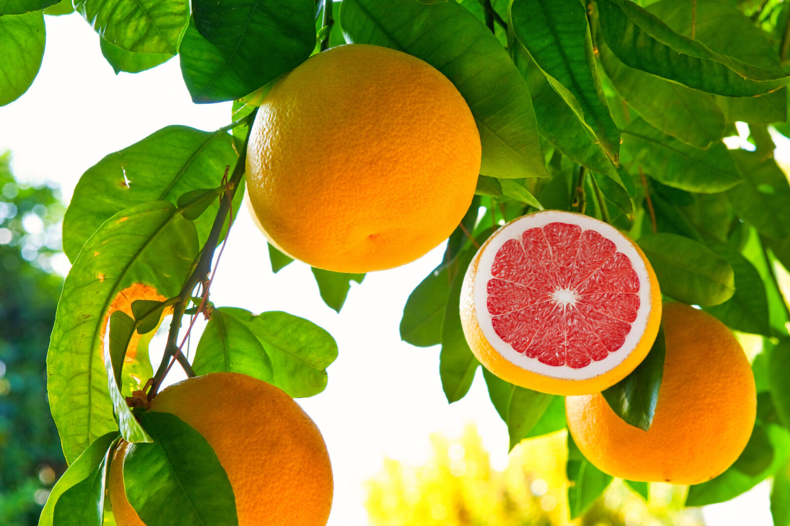 PURÉ DE POMELO ROSA - Frotz