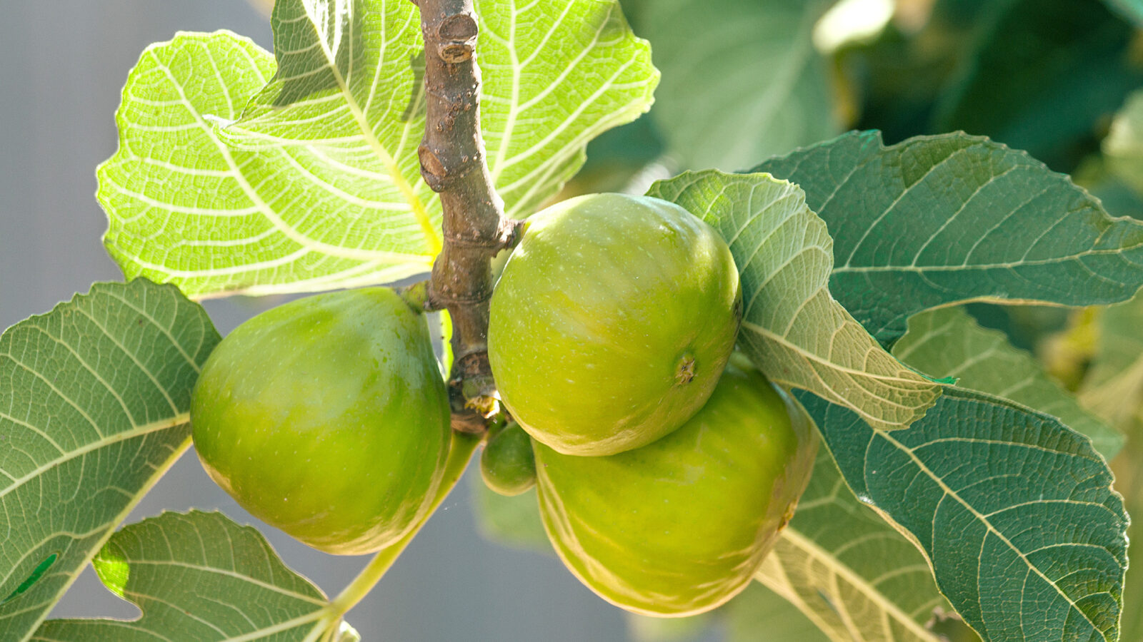 WHOLE GREEN FIG - Frotz